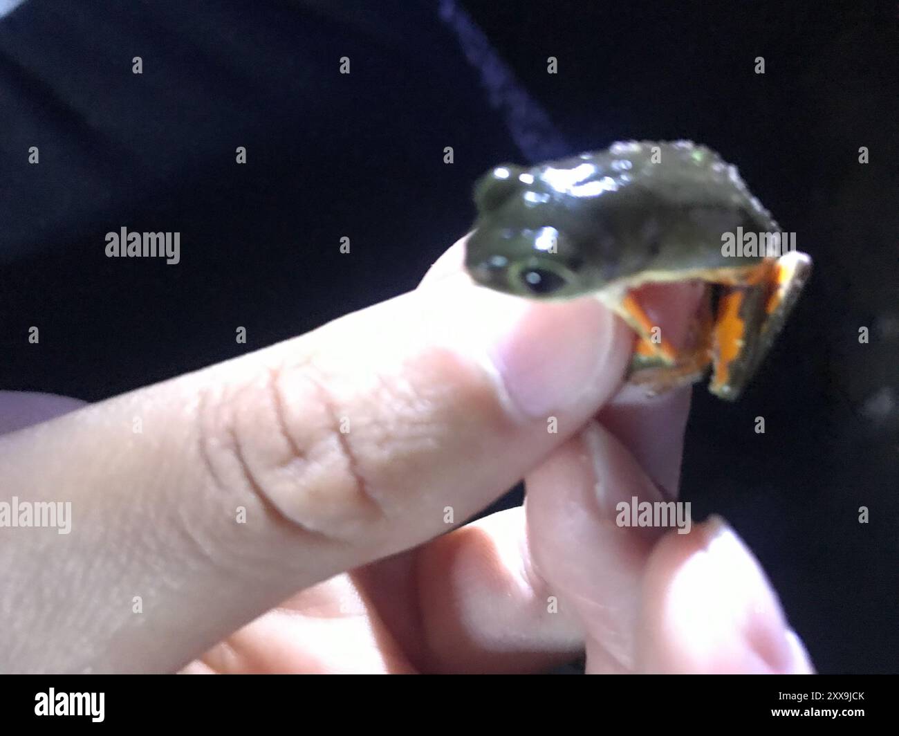 (Pithecopus gonzagai) Amphibia Stock Photo - Alamy