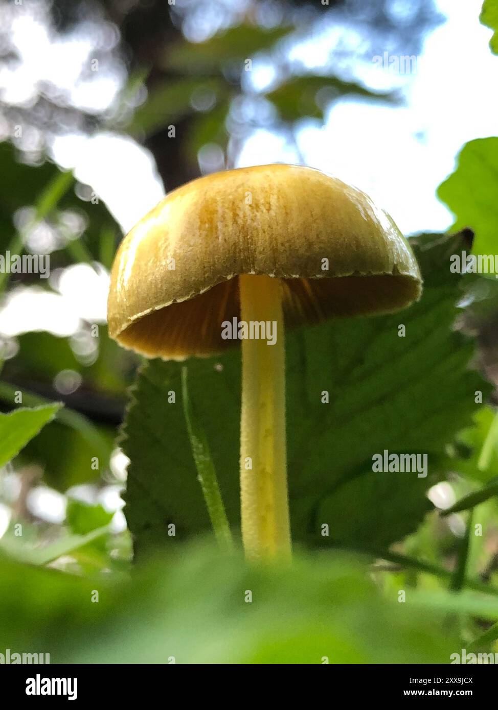yellow fieldcap (Bolbitius titubans) Fungi Stock Photo - Alamy