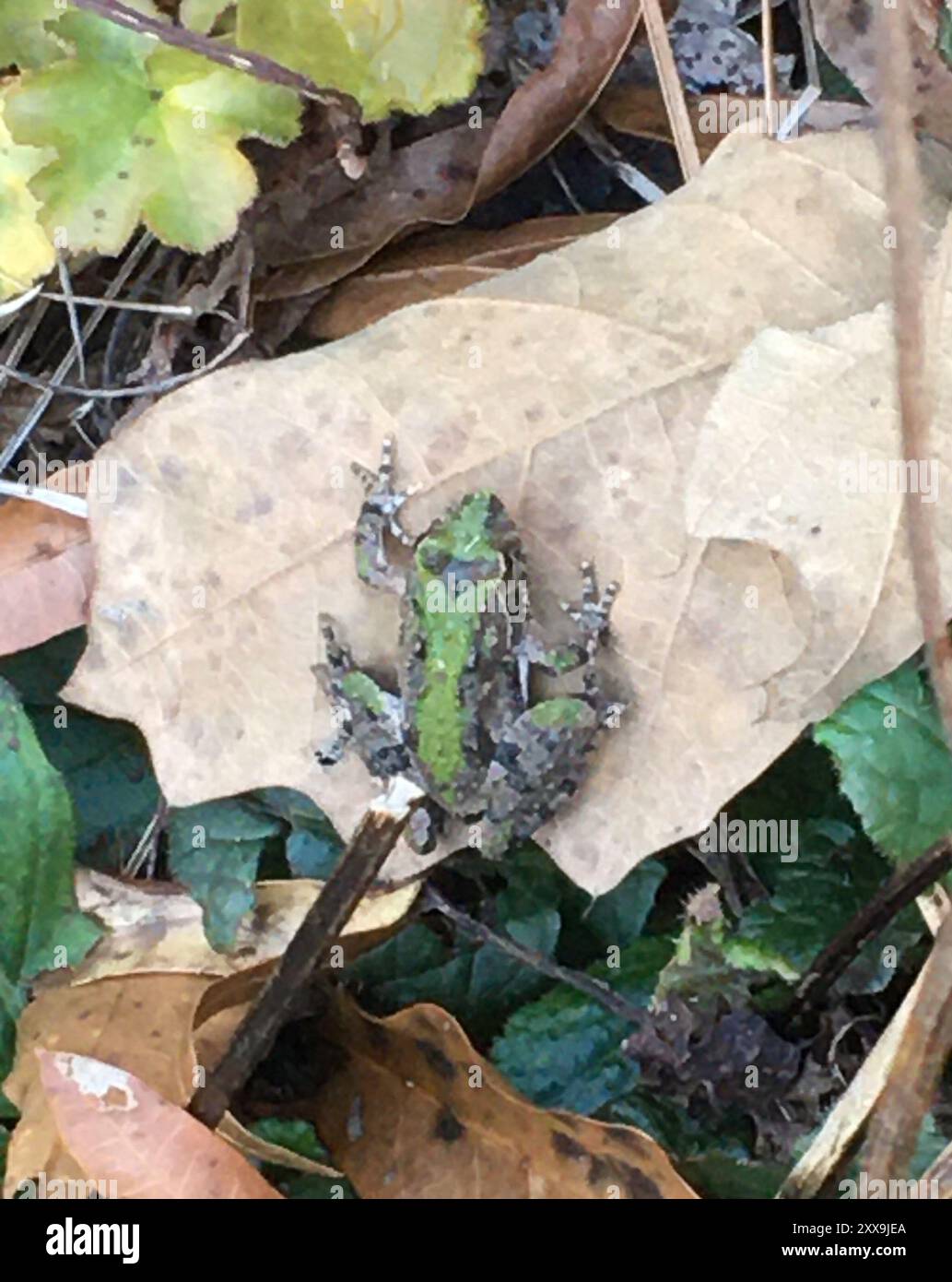 Cricket Frogs (Acris) Amphibia Stock Photo - Alamy