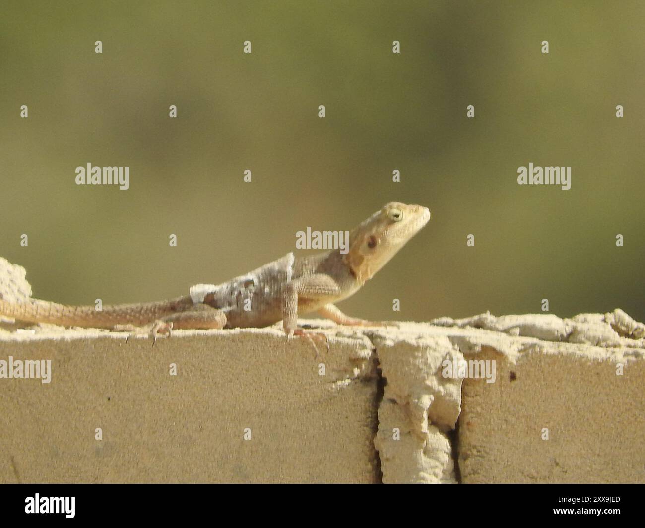 Rainbow Agama (Agama agama) Reptilia Stock Photo - Alamy