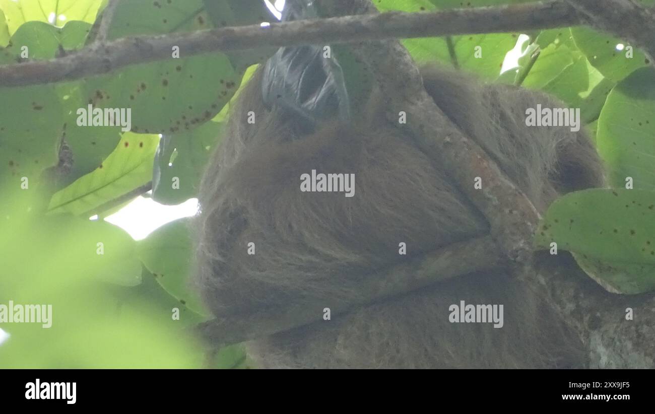 Hoffmann's Two-toed Sloth (Choloepus hoffmanni) Mammalia Stock Photo ...