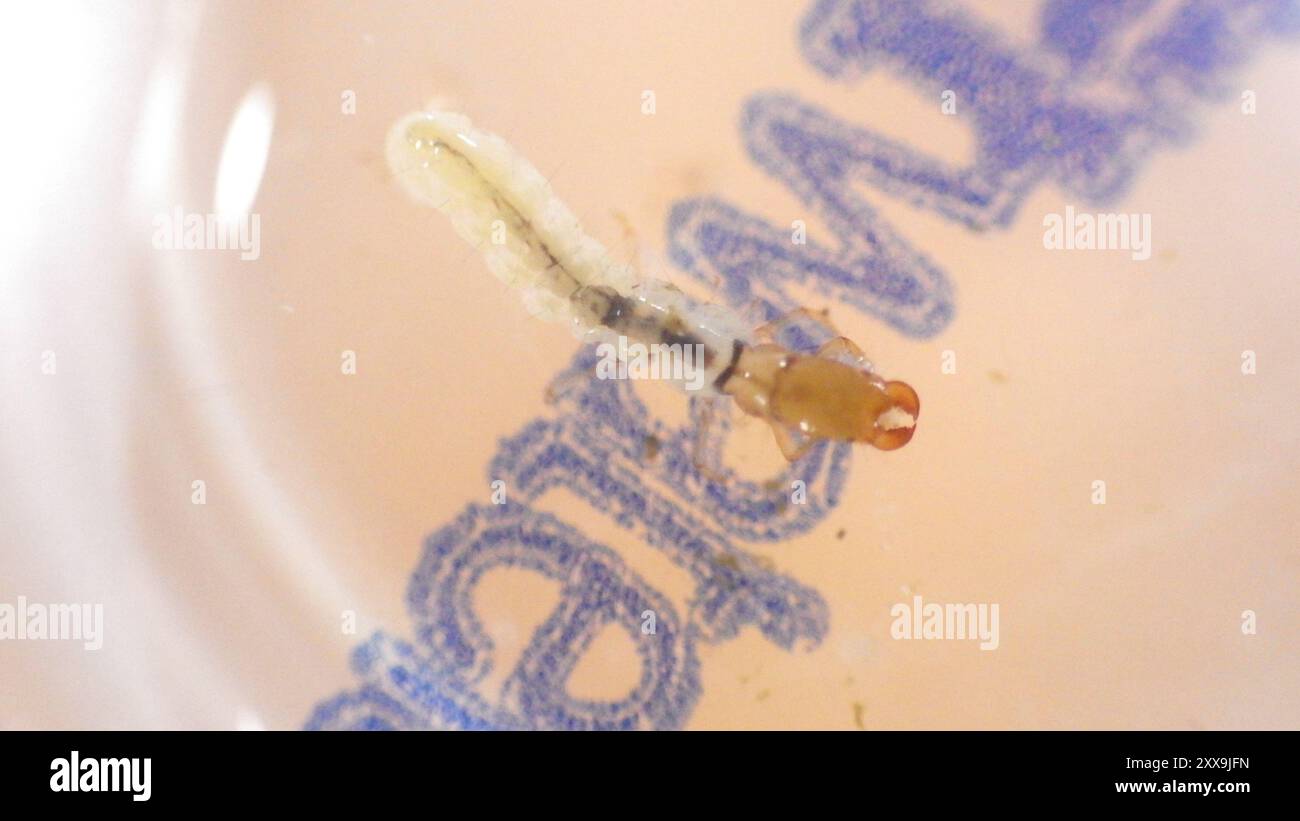 Little Black Caddisflies (Chimarra) Insecta Stock Photo - Alamy