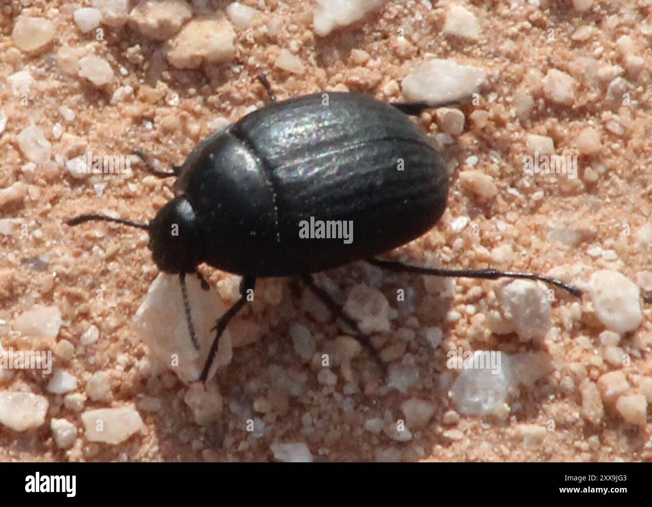 Sand Darkling Beetle (Eusattus reticulatus) Insecta Stock Photo - Alamy