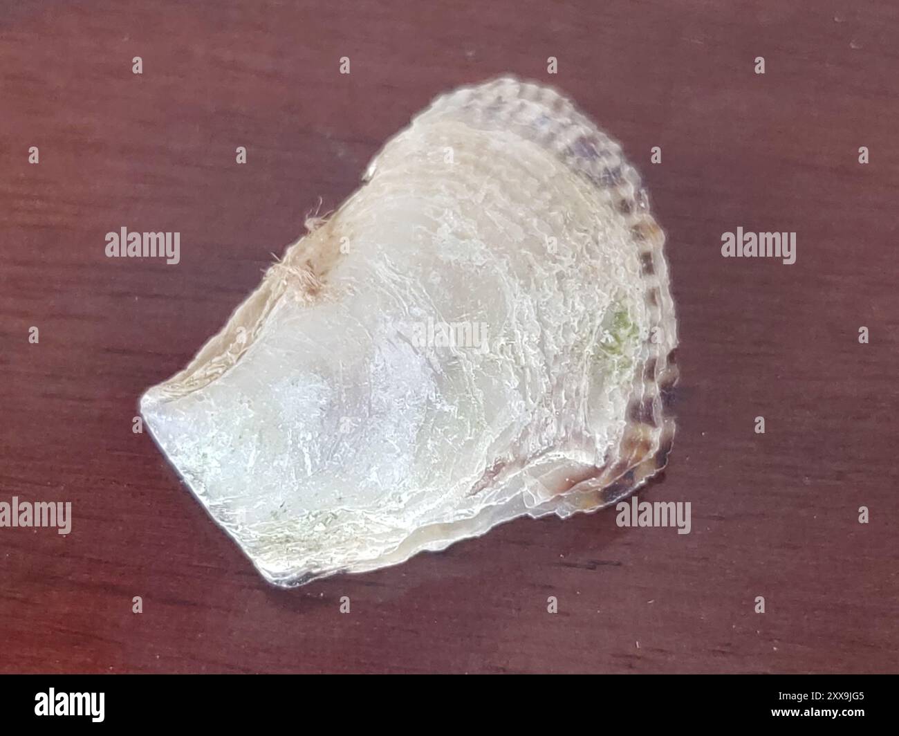 Flat Tree Oyster (Isognomon alatus) Mollusca Stock Photo - Alamy