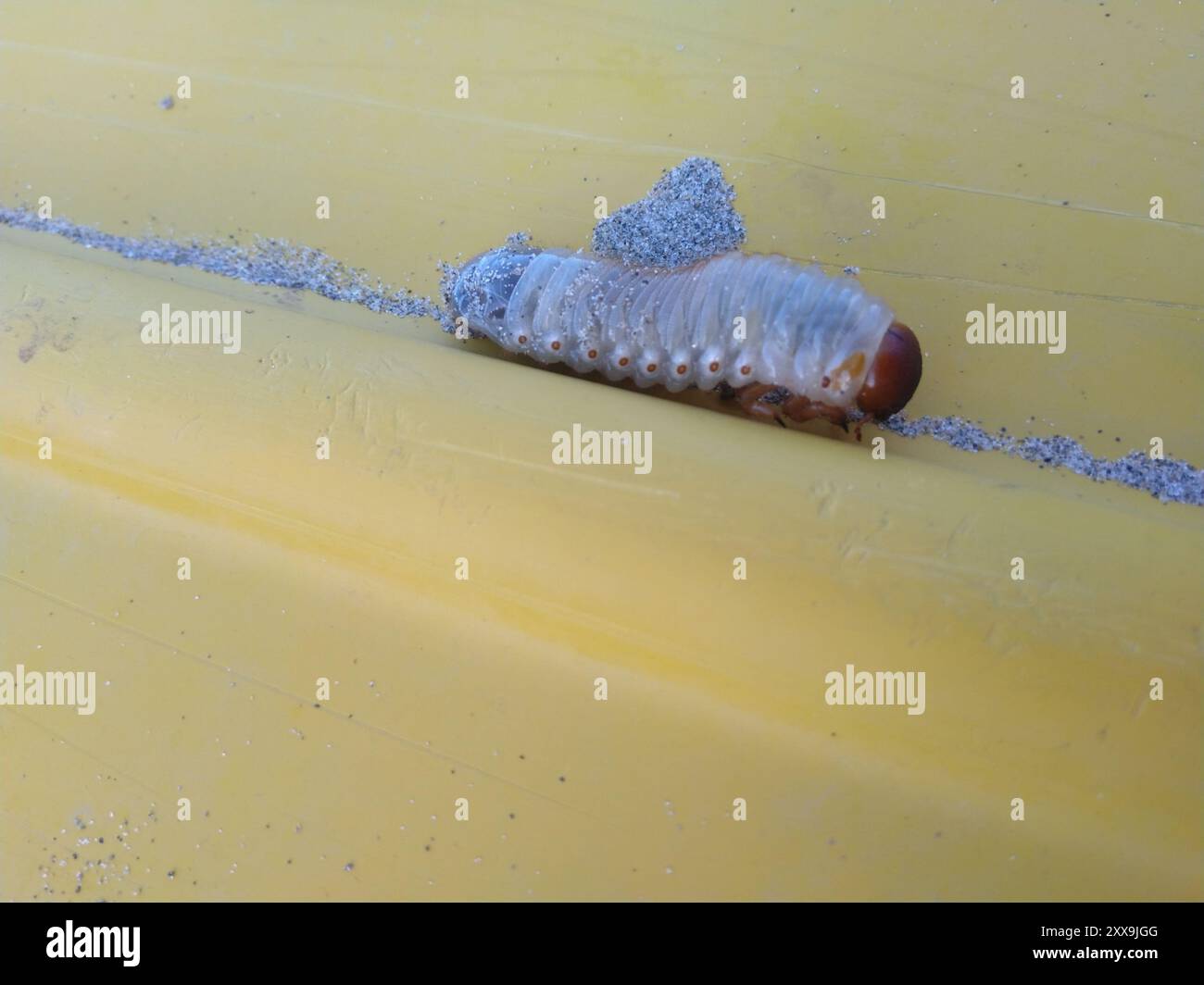 Large Sand Scarab (Pericoptus truncatus) Insecta Stock Photo - Alamy
