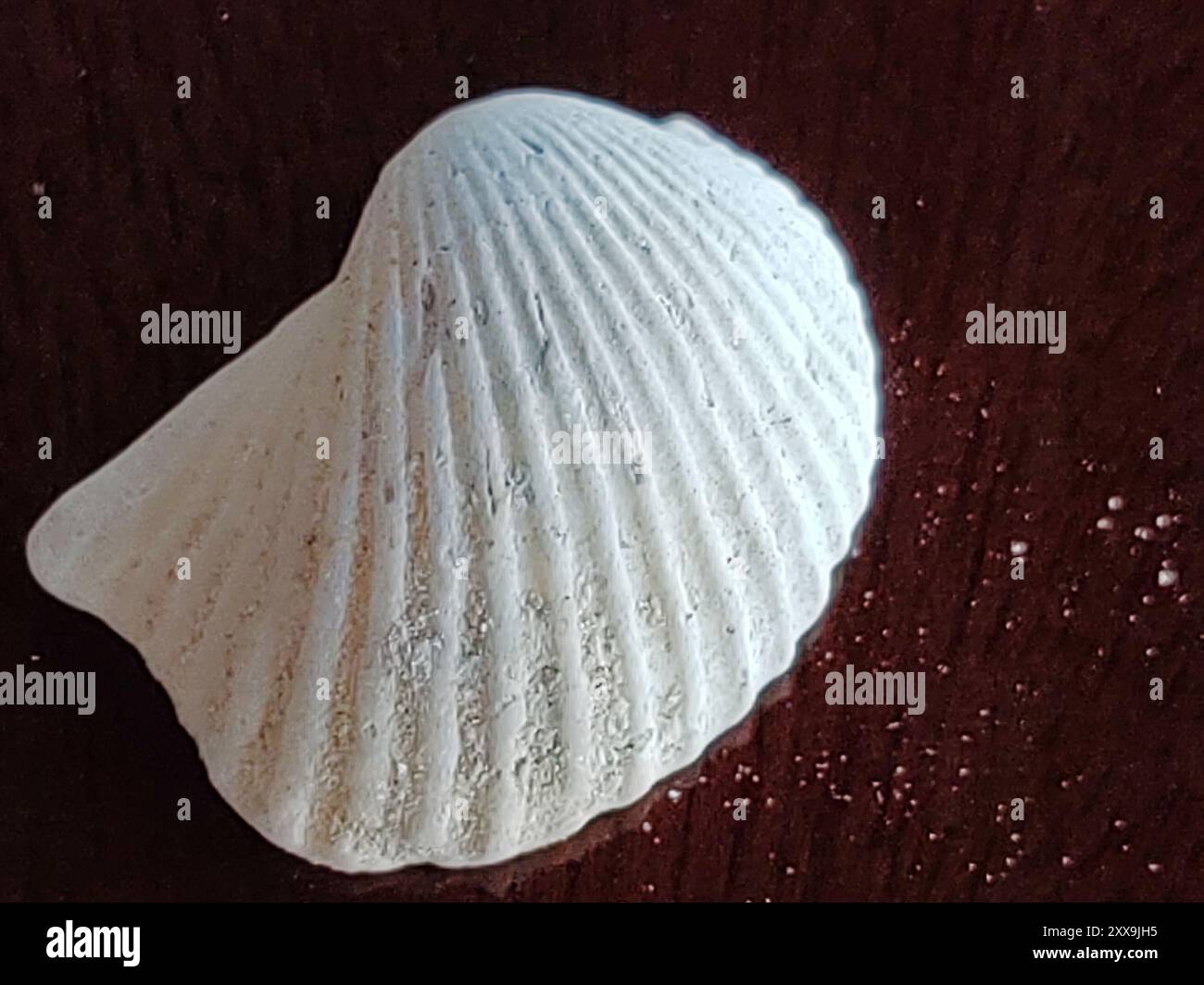 Eared ark (Anadara notabilis) Mollusca Stock Photo - Alamy