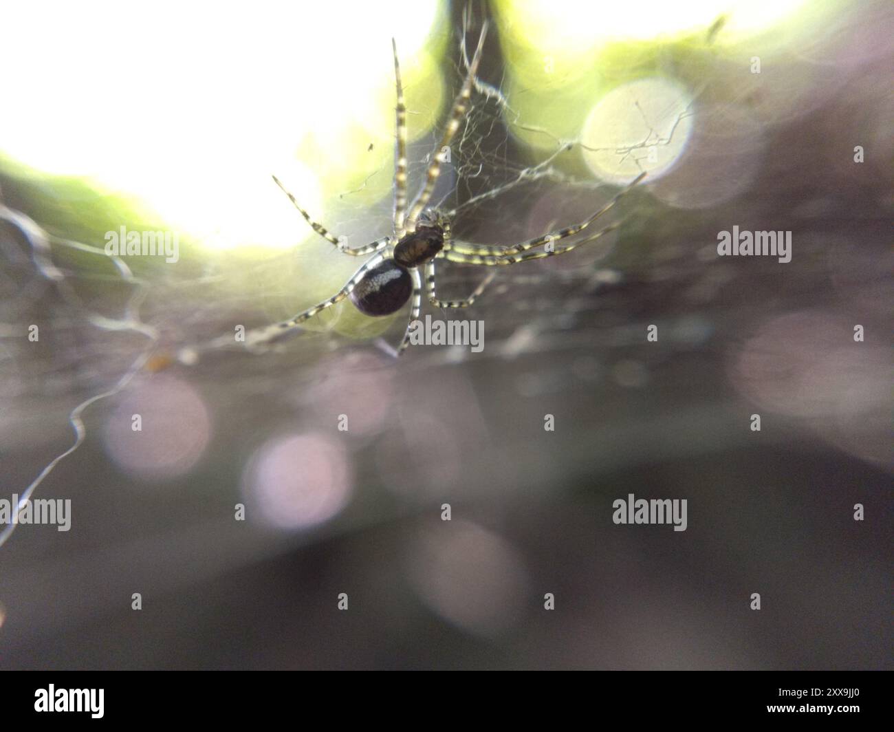 Sheetweb and Dwarf Weavers (Linyphiidae) Arachnida Stock Photo - Alamy