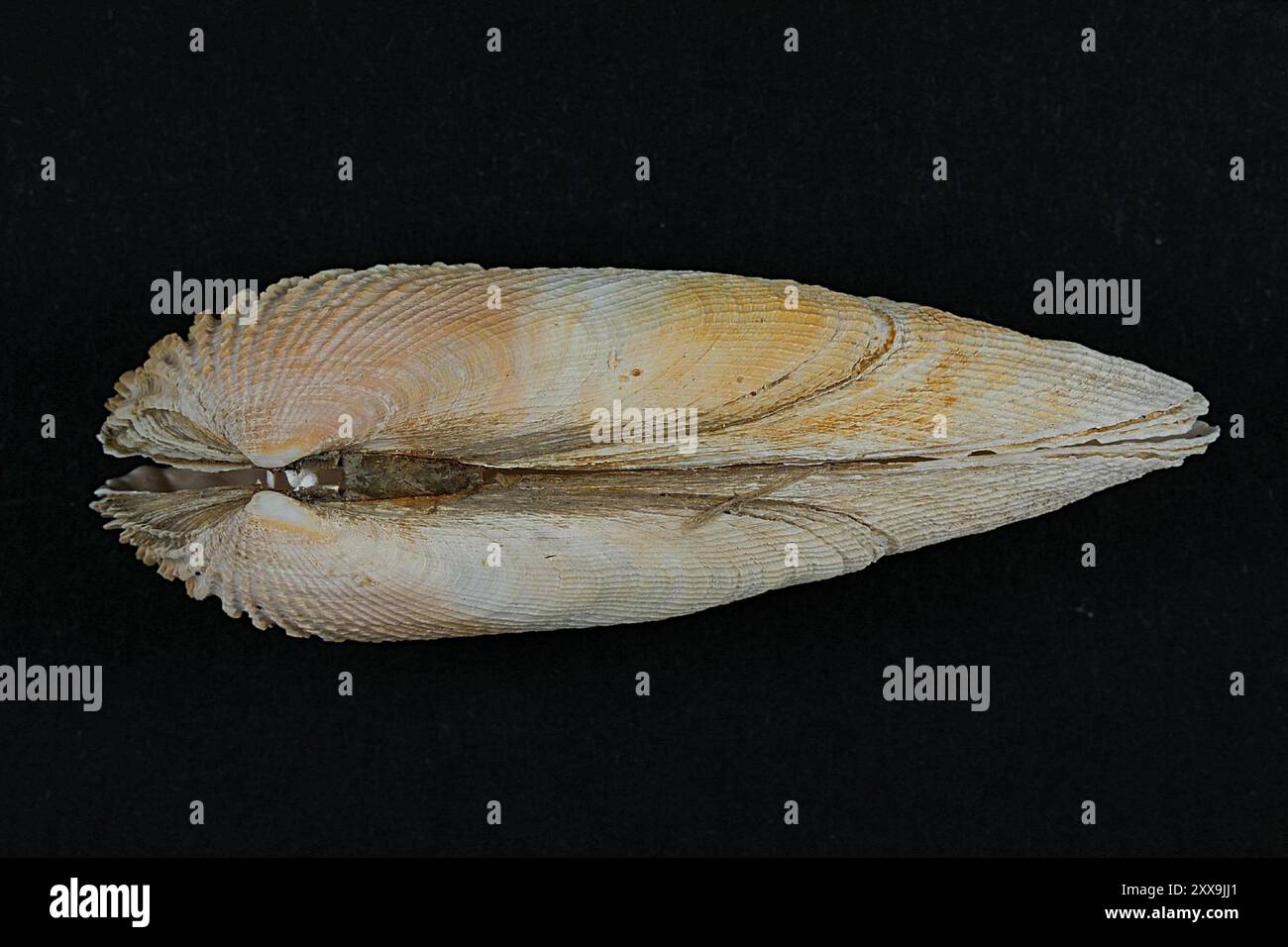 False Angelwing (Petricolaria pholadiformis) Mollusca Stock Photo - Alamy