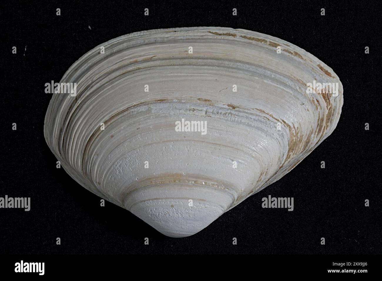 Cut Trough Shell (Spisula subtruncata) Mollusca Stock Photo - Alamy