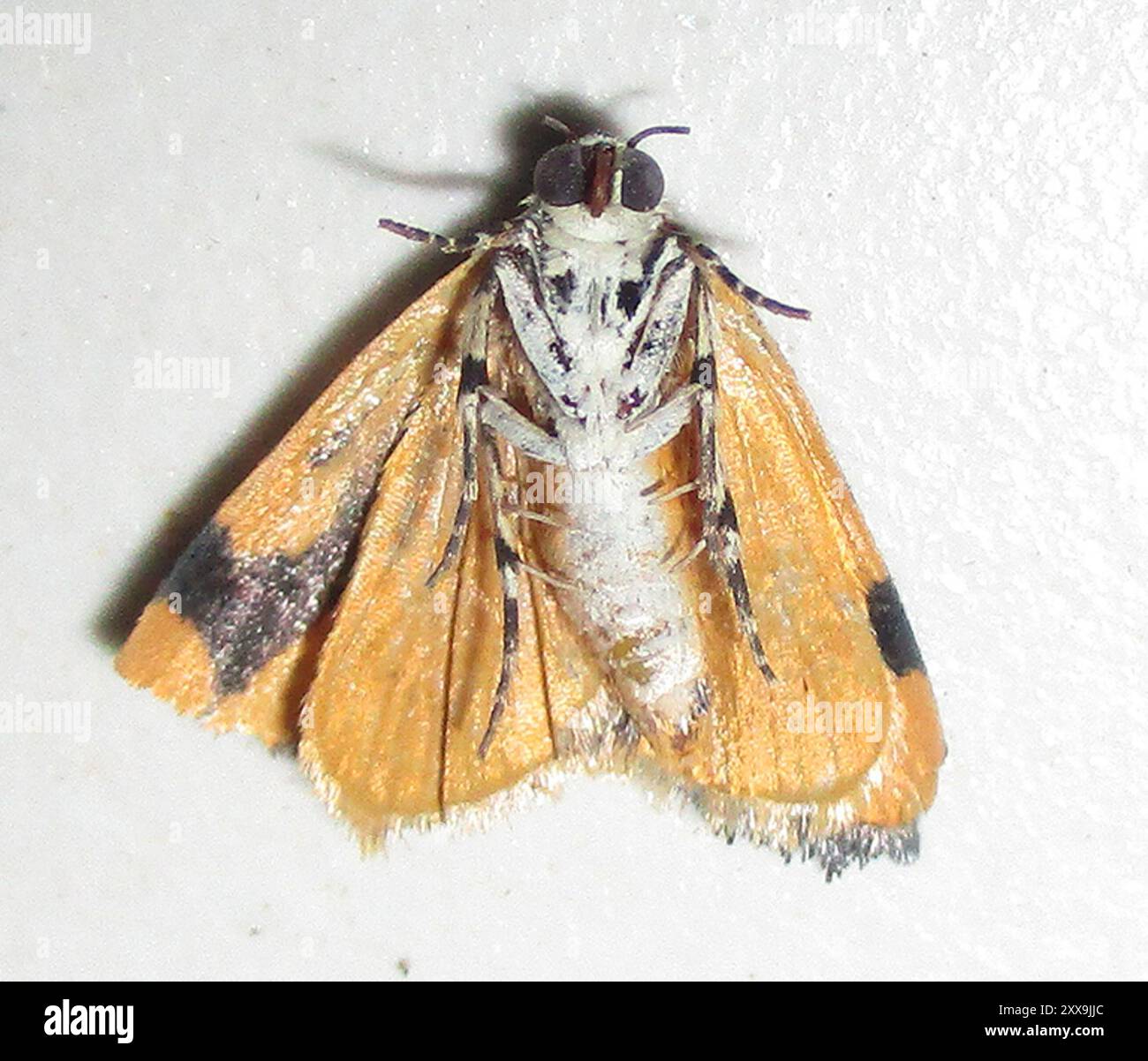 Domino (Acontia guttifera) Insecta Stock Photo - Alamy