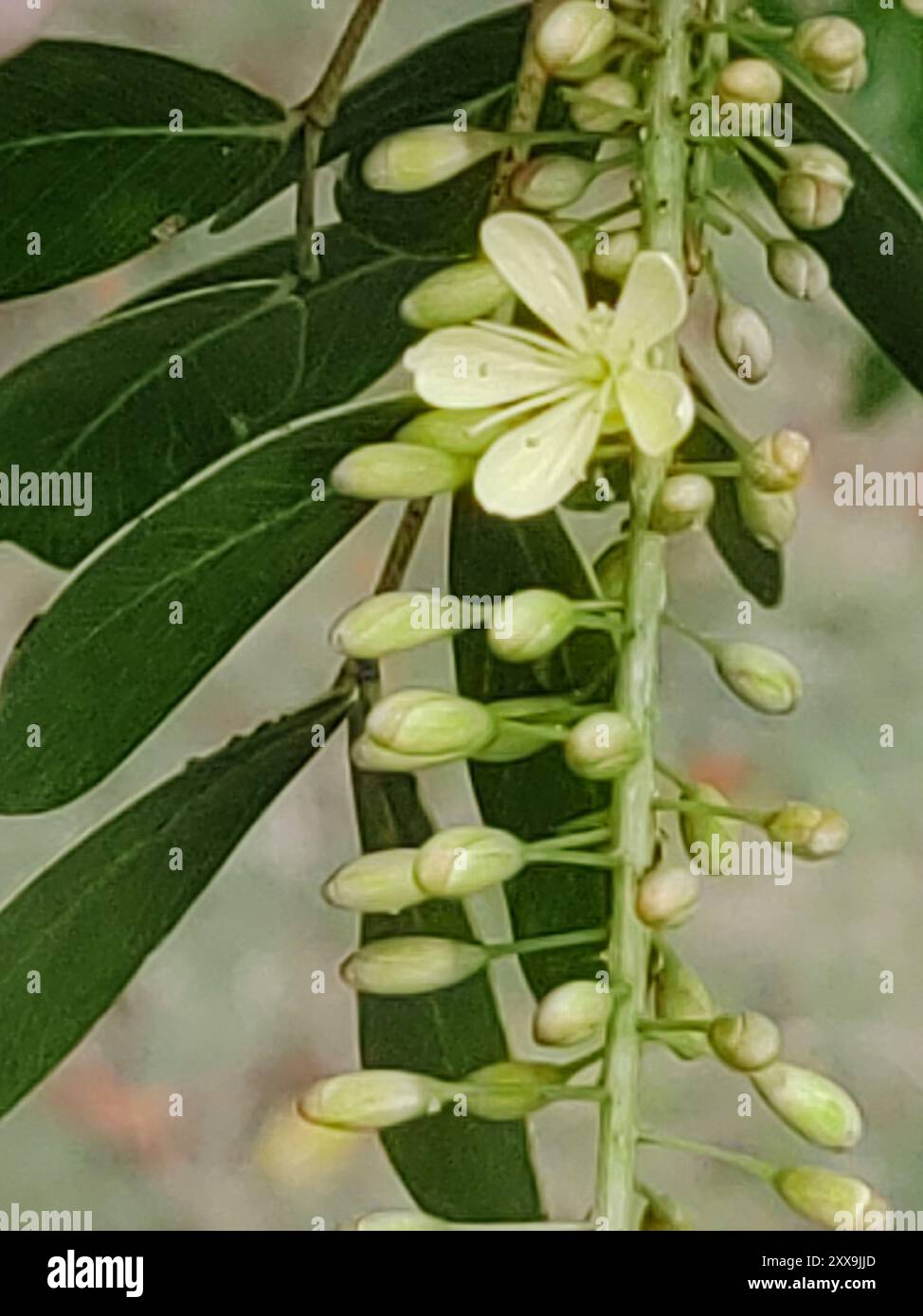 Bloodwood Tree (Haematoxylum campechianum) Plantae Stock Photo - Alamy
