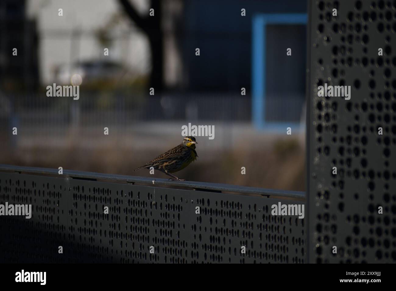 Western Meadowlark (Sturnella neglecta) Aves Stock Photo - Alamy