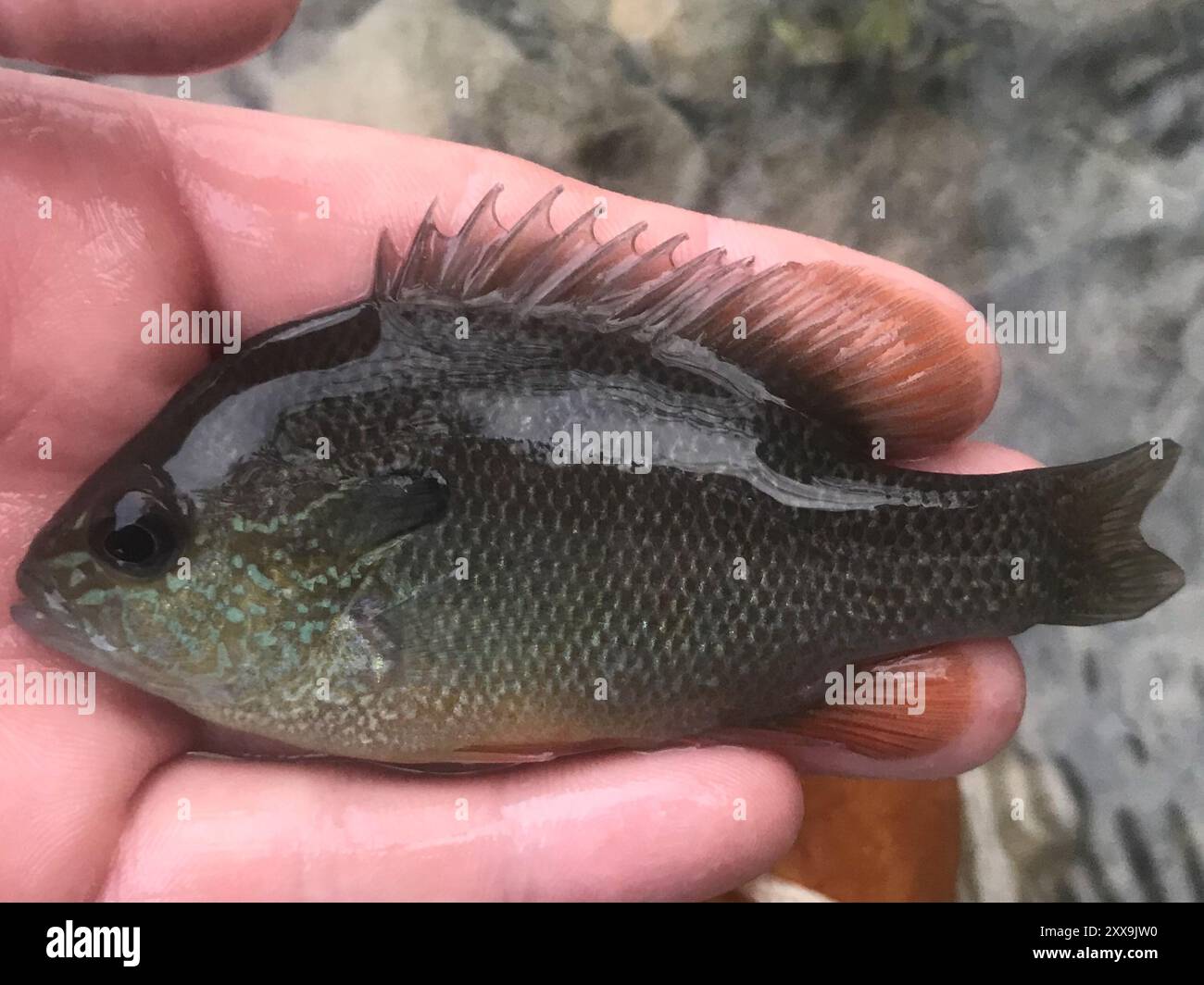 Longear Sunfish Complex (Lepomis megalotis) Actinopterygii Stock Photo ...