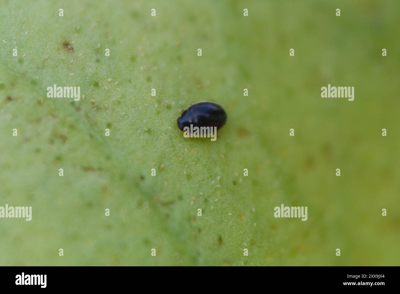 Mite-eating Ladybirds (Stethorus) Insecta Stock Photo - Alamy