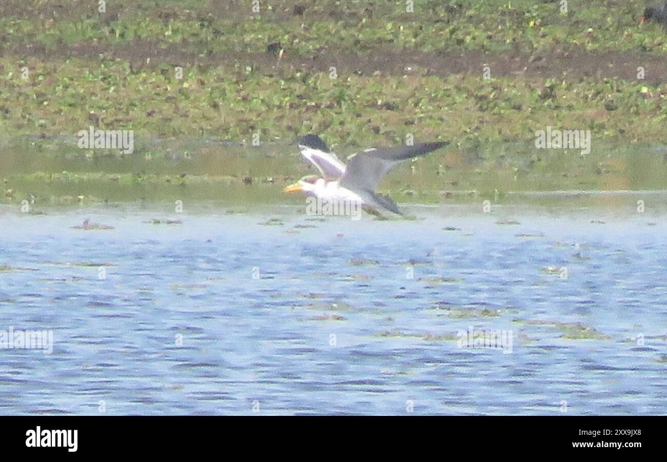 Large-billed Tern (Phaetusa simplex) Aves Stock Photo - Alamy