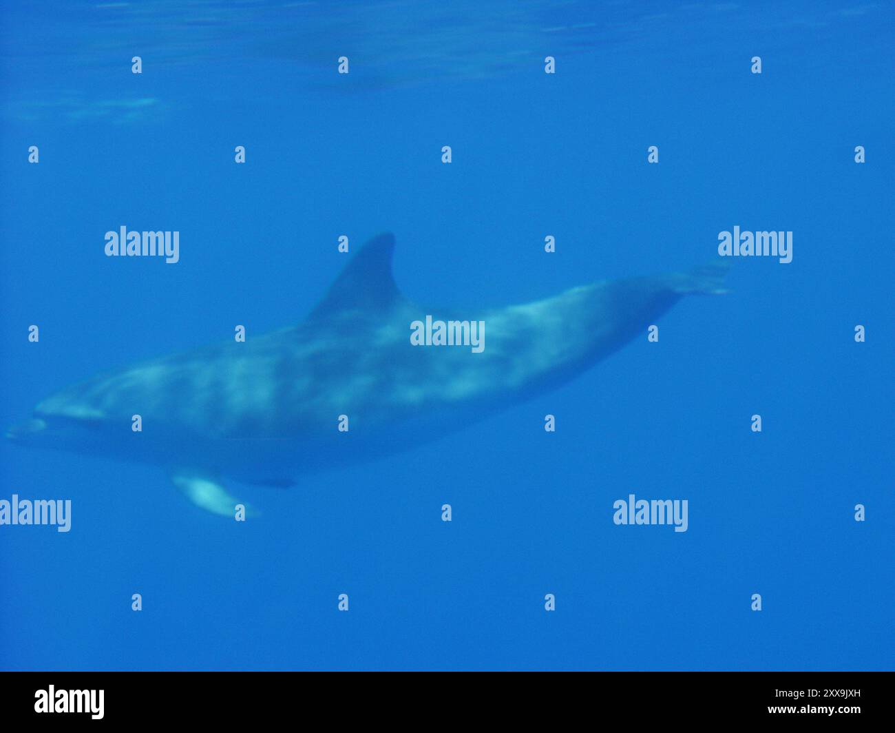 Common Bottlenose Dolphin (Tursiops truncatus) Mammalia Stock Photo - Alamy