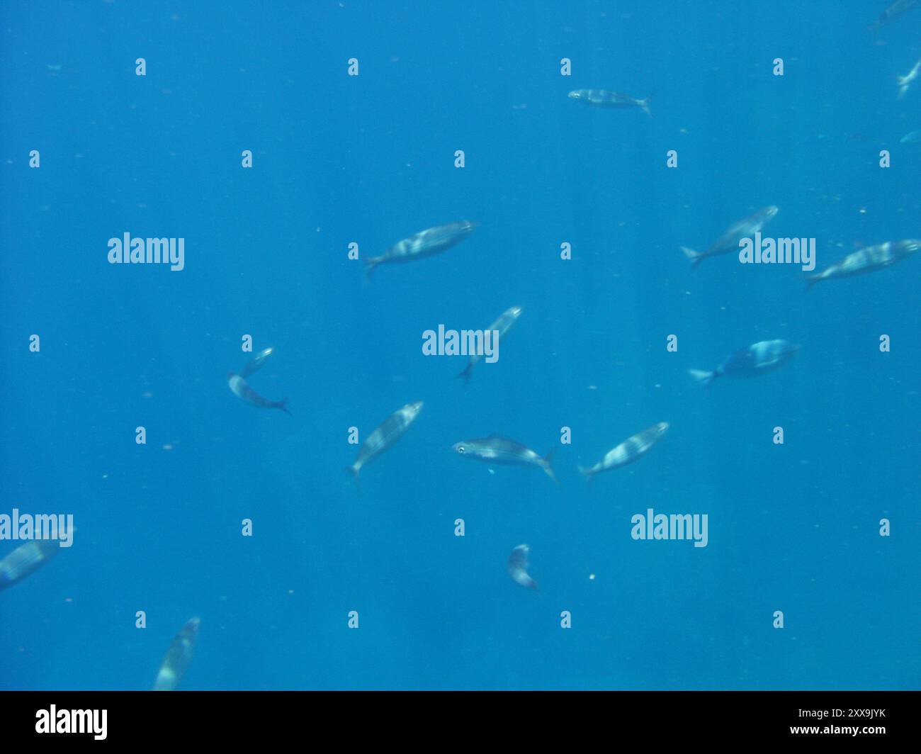 Bogue (boops boops) hi-res stock photography and images - Alamy