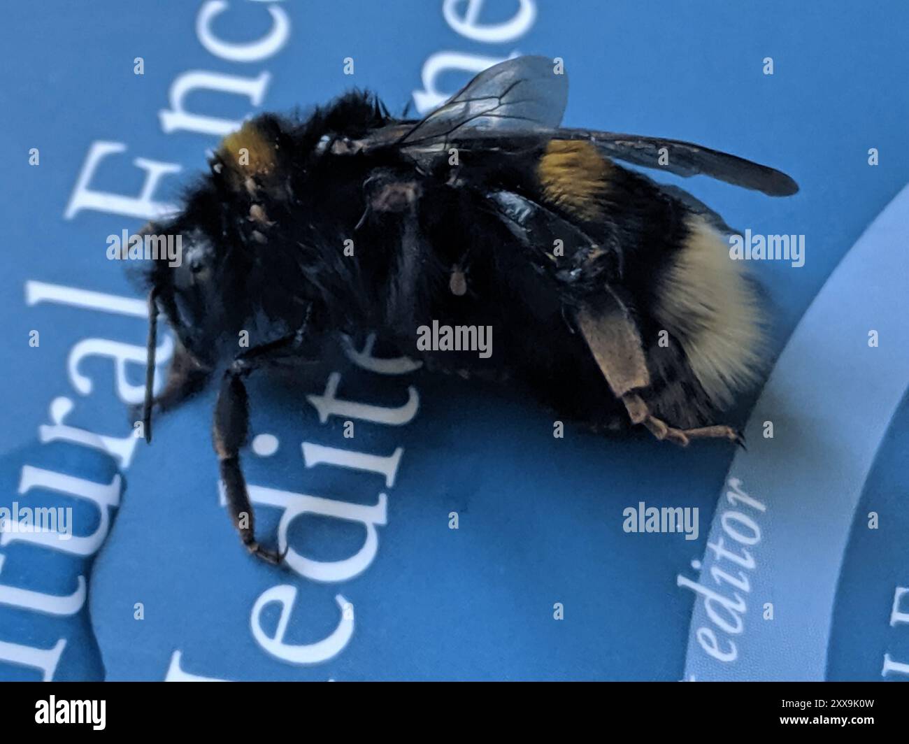 Buff-tailed Bumble Bee (Bombus terrestris) Insecta Stock Photo - Alamy