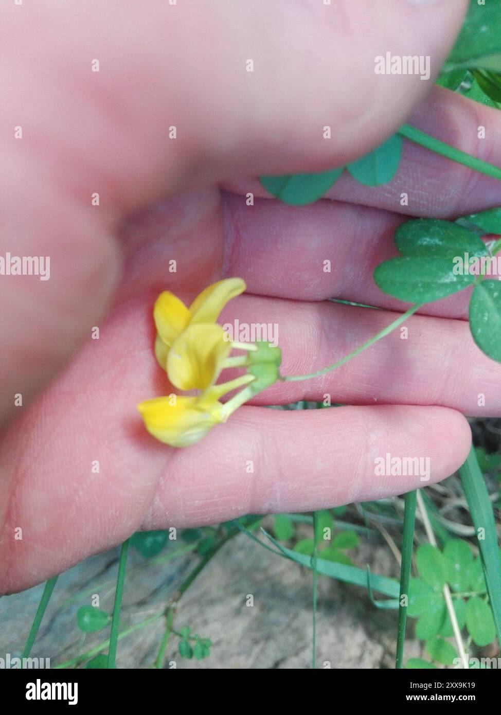Scorpion Senna (Hippocrepis emerus) Plantae Stock Photo - Alamy