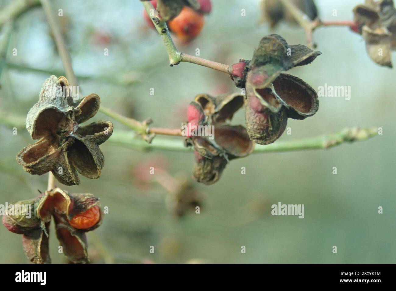 Spindle (Euonymus europaeus) Plantae Stock Photo - Alamy