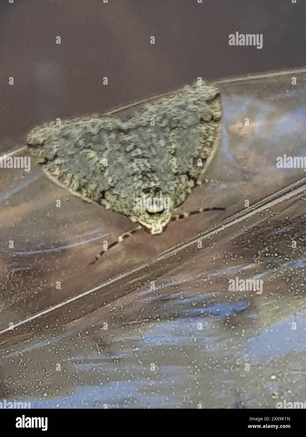 Small Phigalia Moth (Phigalia strigataria) Insecta Stock Photo - Alamy