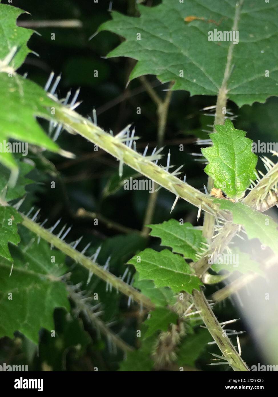 Tree Nettle (Urtica ferox) Plantae Stock Photo - Alamy