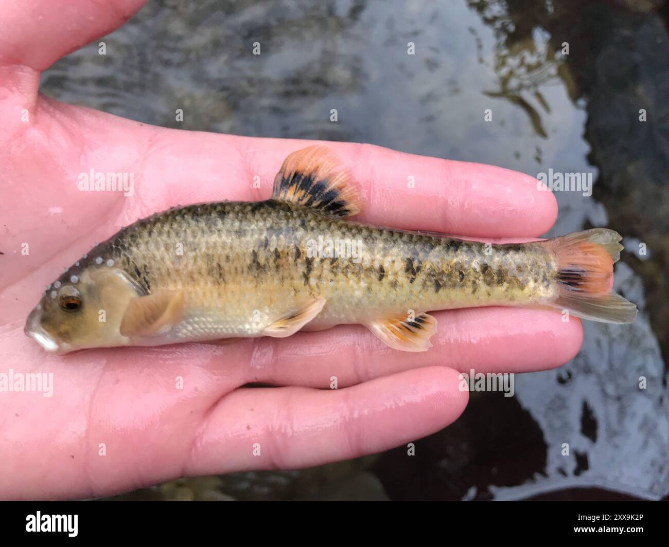 Central Stoneroller (Campostoma anomalum) Actinopterygii Stock Photo ...