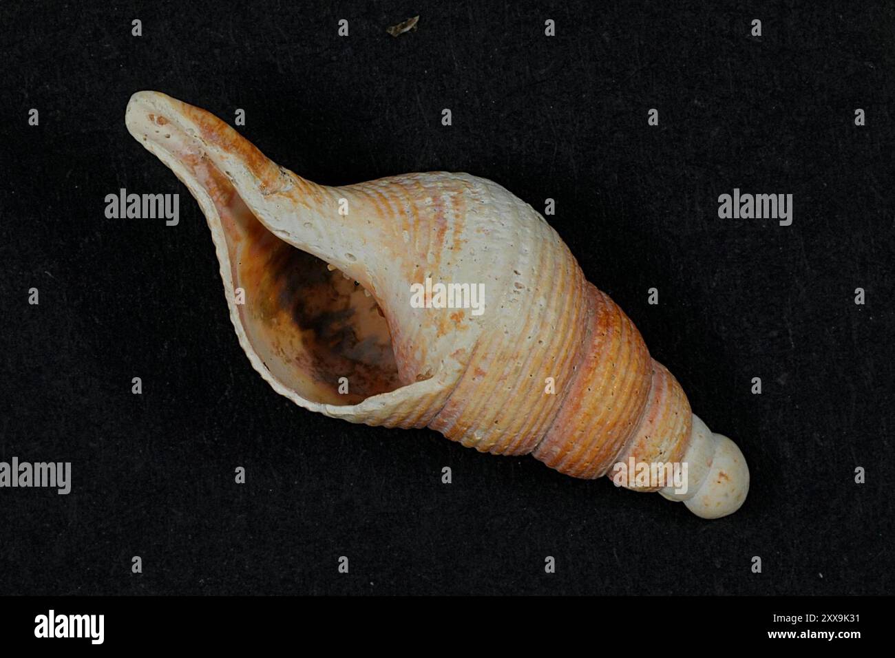 Common Spindle (Colus gracilis) Mollusca Stock Photo - Alamy