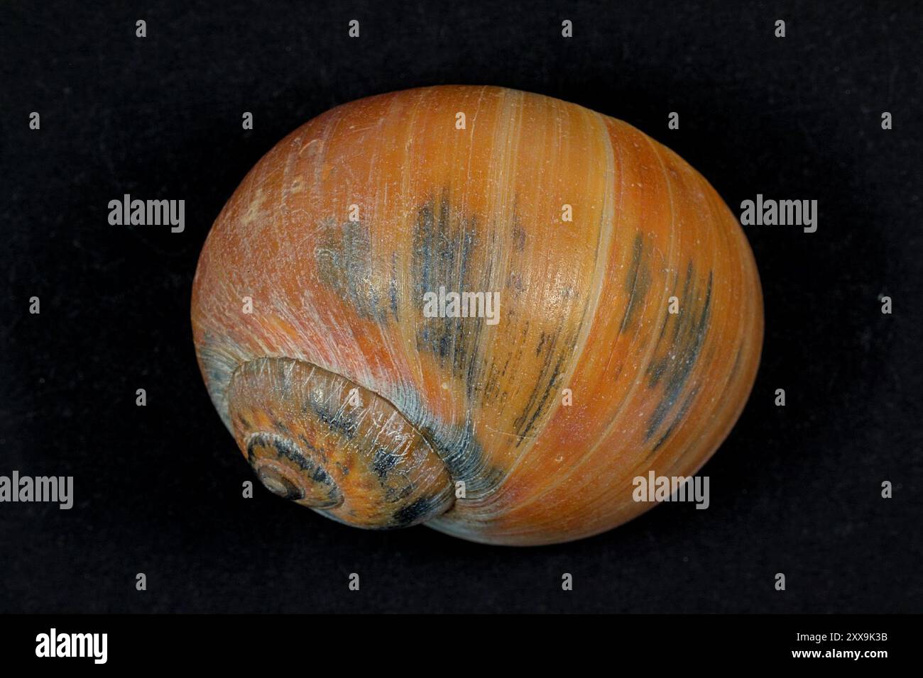 Large Necklace Shell (Euspira catena) Mollusca Stock Photo - Alamy