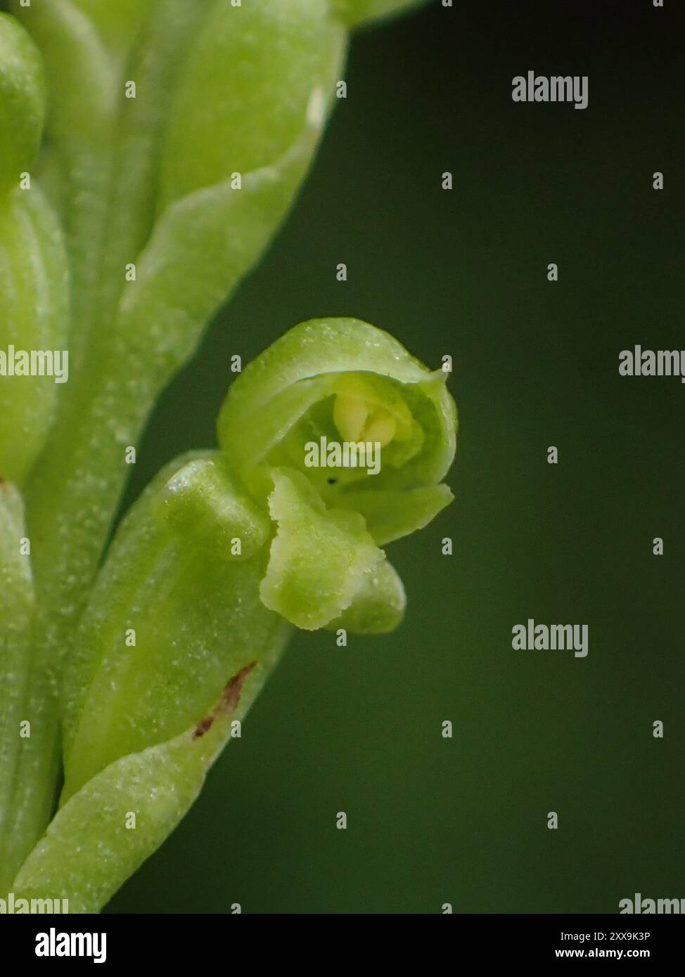 common onion-orchid (Microtis unifolia) Plantae Stock Photo - Alamy