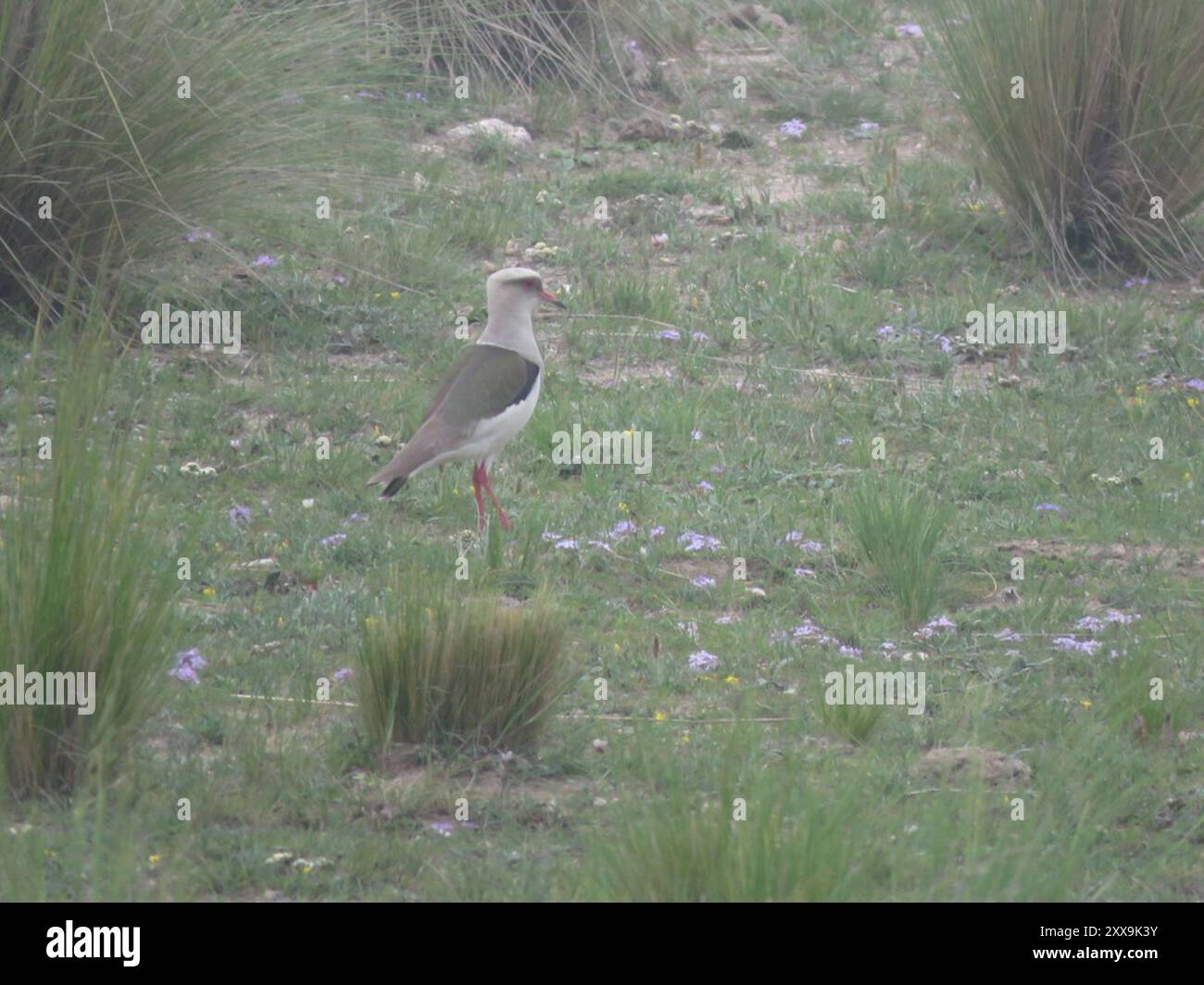 Vanellus resplendens hi-res stock photography and images - Alamy