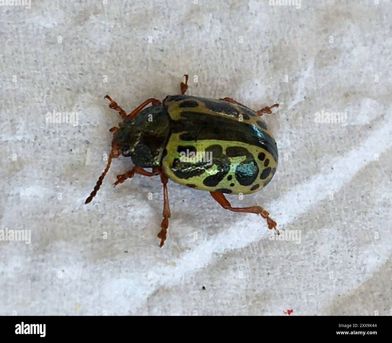 Calligrapher Beetles (Calligrapha) Insecta Stock Photo - Alamy