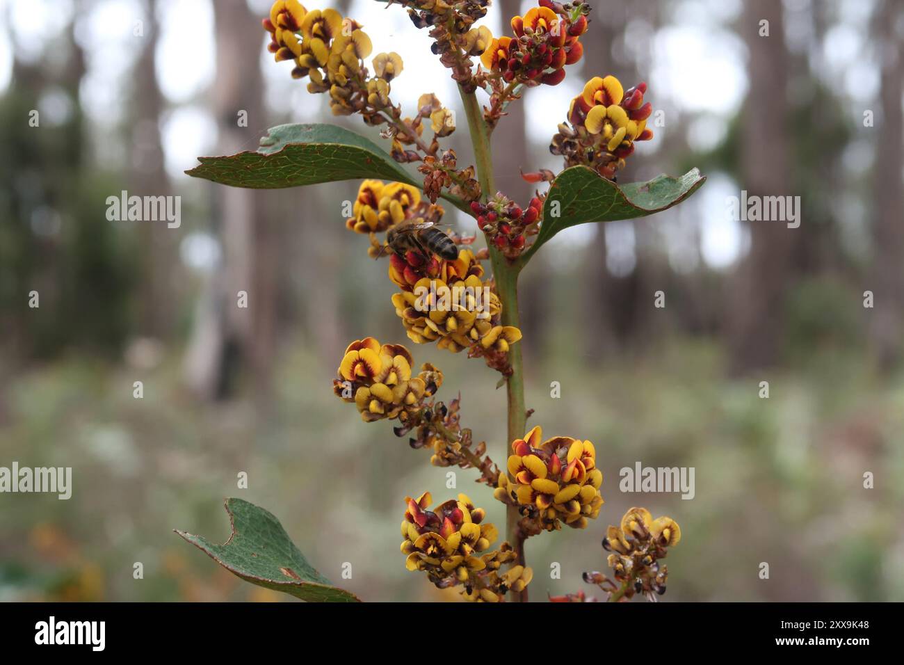 hop bitter-pea (Daviesia latifolia) Plantae Stock Photo - Alamy
