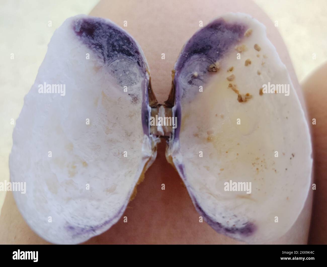Gaudy Sanguin (Asaphis deflorata) Mollusca Stock Photo - Alamy