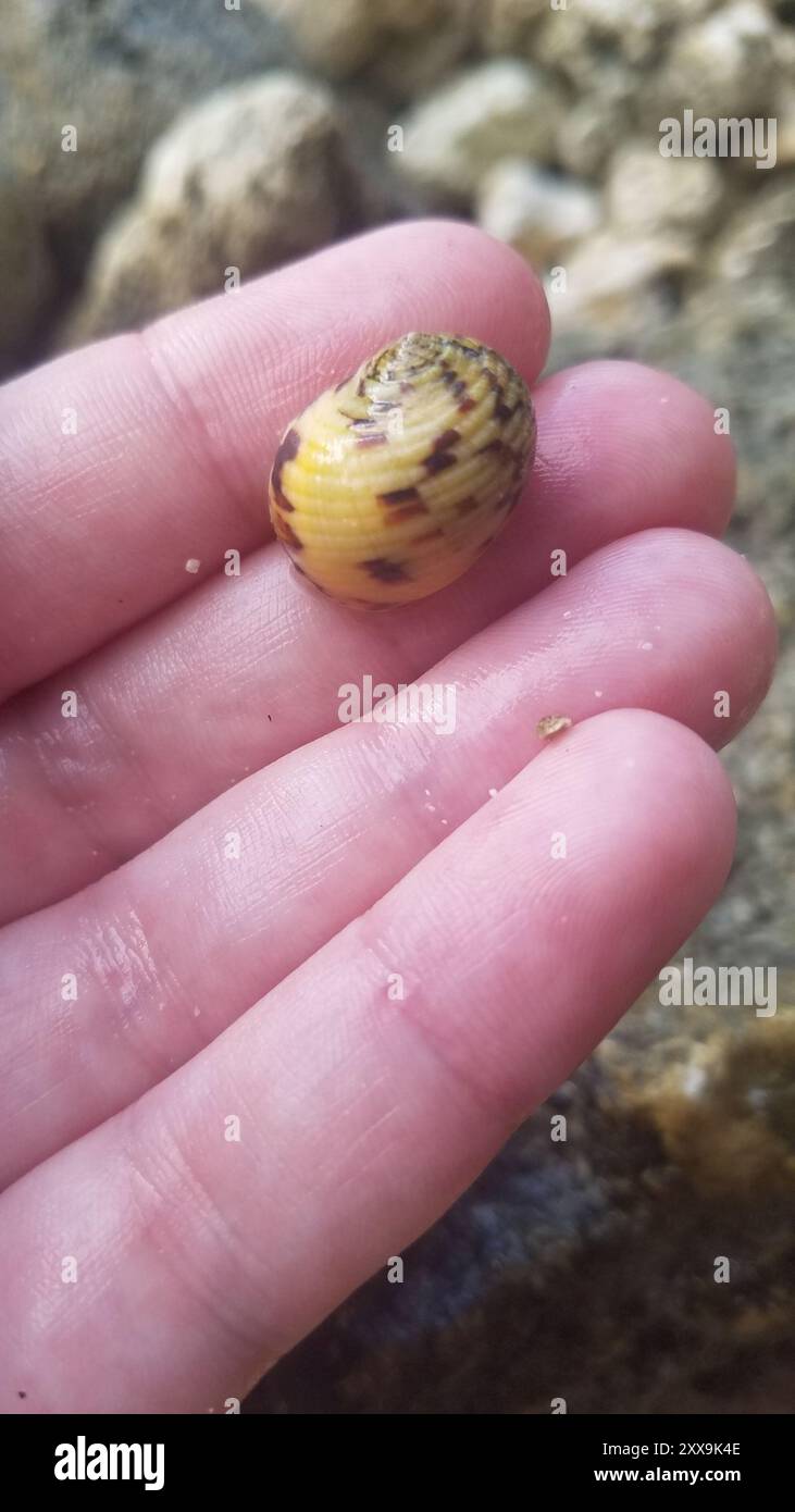 Bleeding Tooth Nerite (Nerita peloronta) Mollusca Stock Photo - Alamy