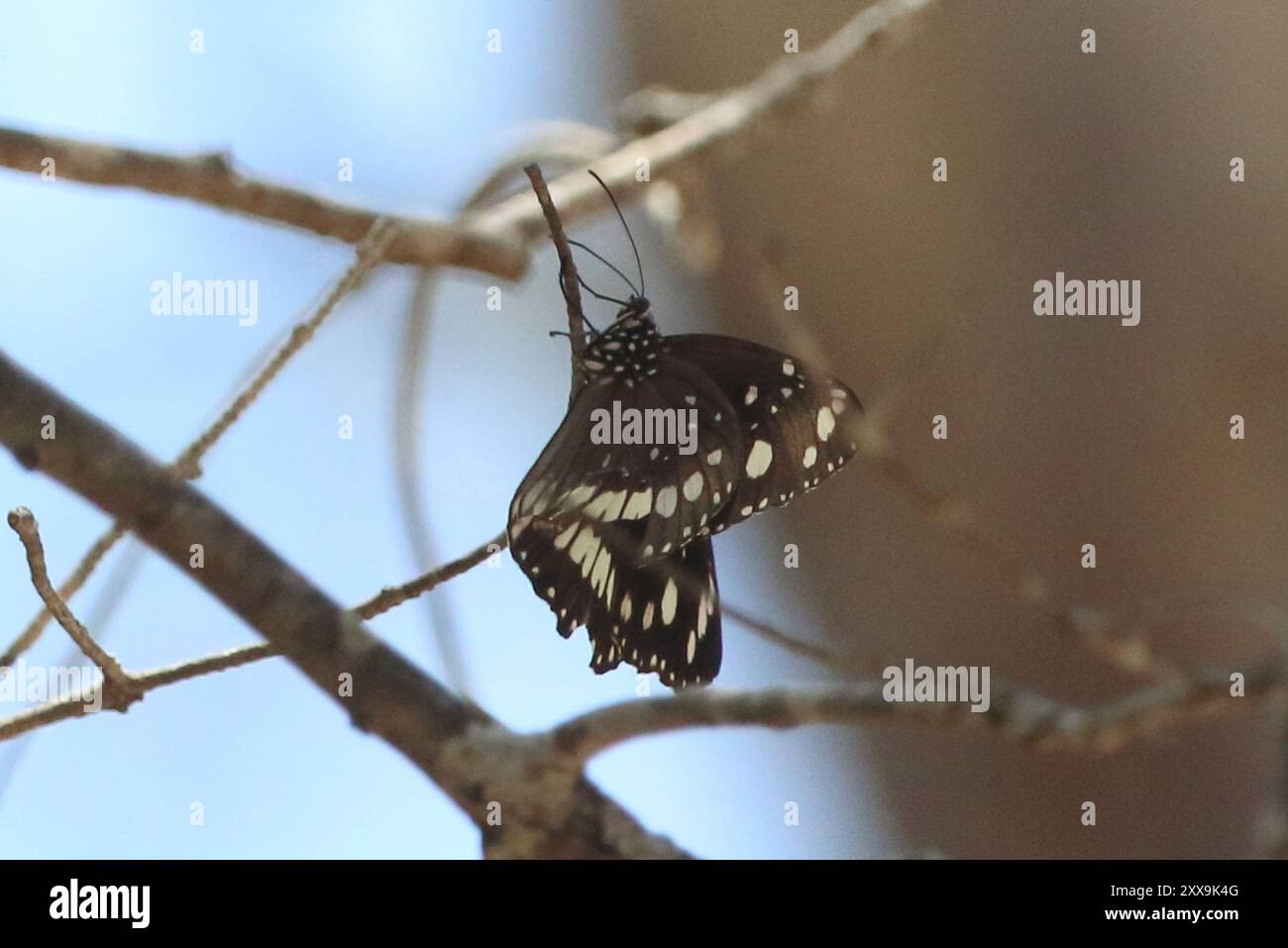 Common Crow Butterfly (Euploea core) Insecta Stock Photo - Alamy