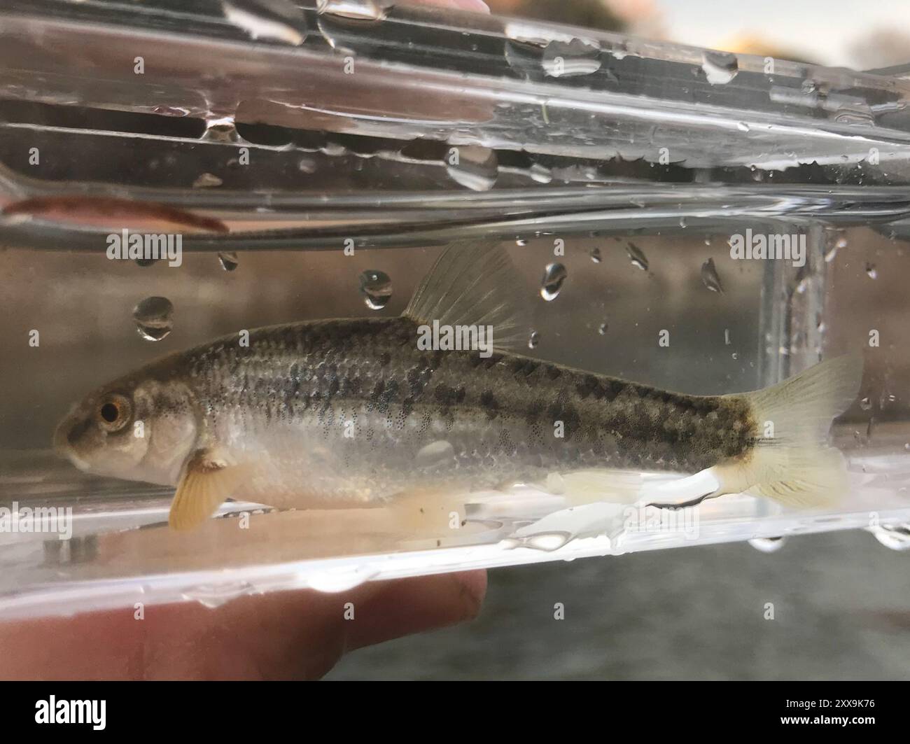 Central Stoneroller (Campostoma anomalum) Actinopterygii Stock Photo ...