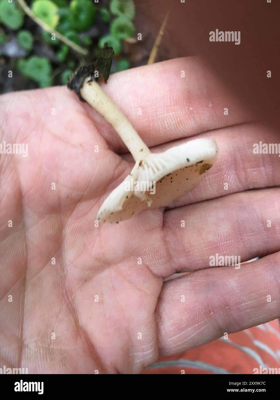Fragrant Funnel (Clitocybe fragrans) Fungi Stock Photo - Alamy
