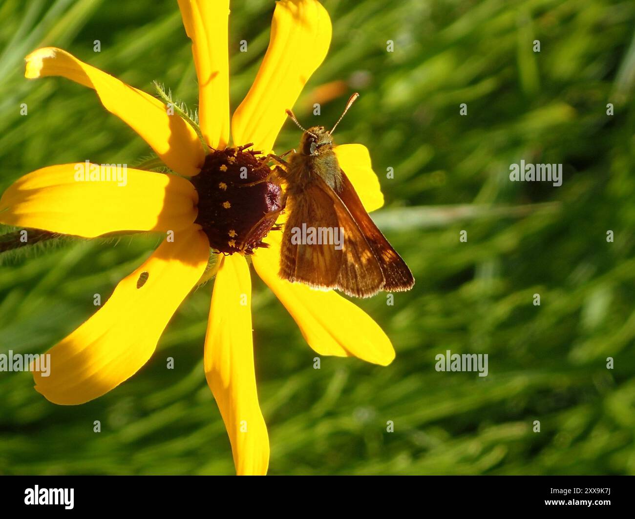 Long Dash (Polites mystic) Insecta Stock Photo - Alamy