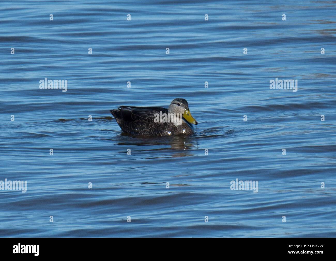 American Black Duck (Anas rubripes) Aves Stock Photo - Alamy