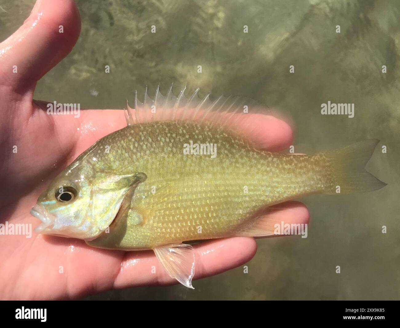 Redbreast Sunfish (Lepomis auritus) Actinopterygii Stock Photo - Alamy