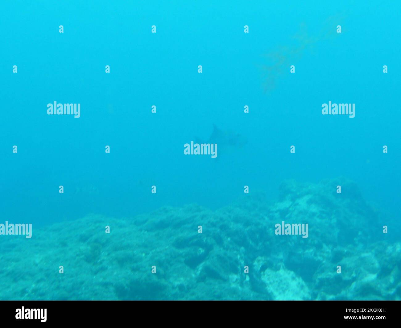 Triggerfishes (Balistidae) Actinopterygii Stock Photo - Alamy