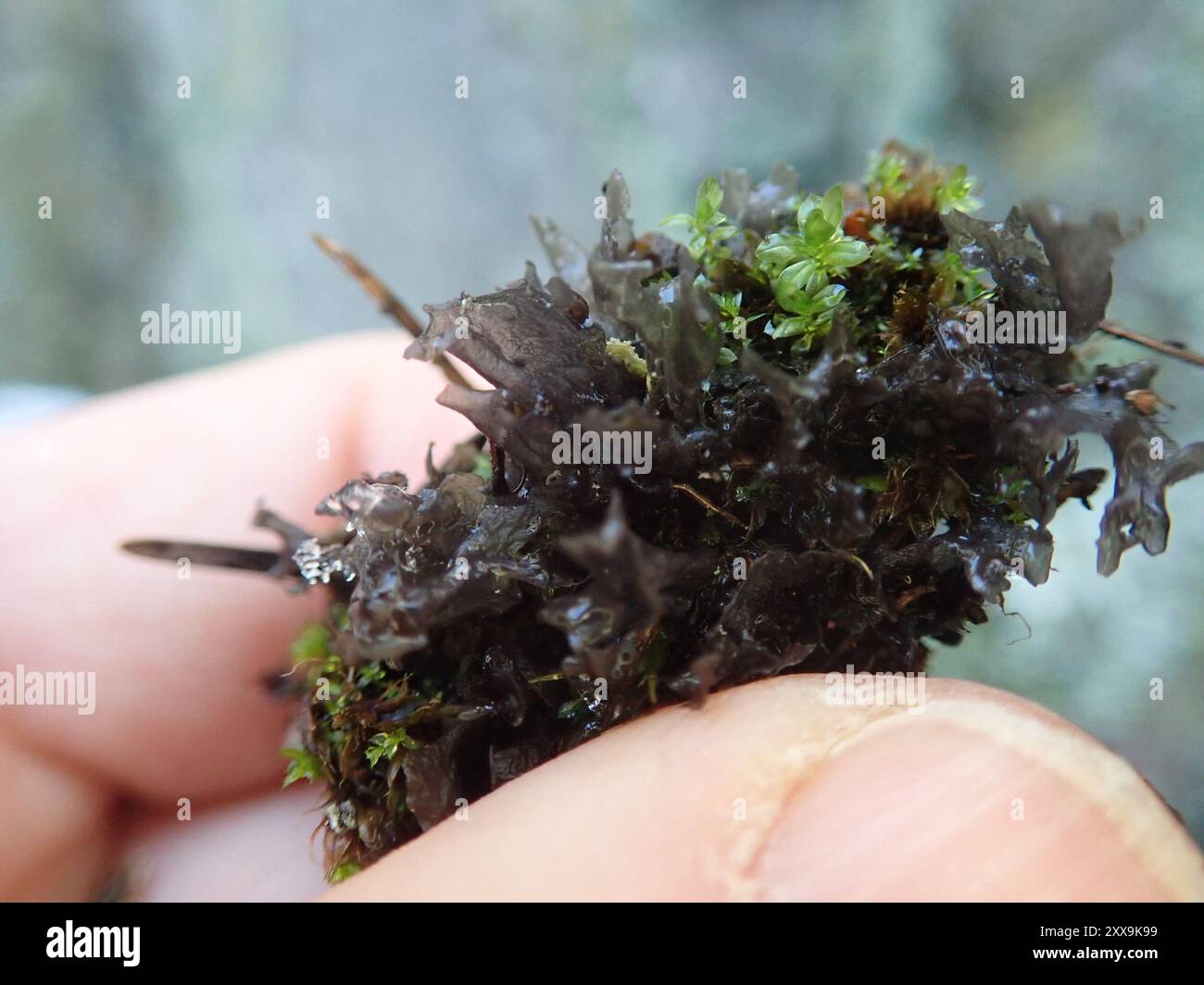 Antlered Jellyskin Lichen (Scytinium palmatum) Fungi Stock Photo - Alamy