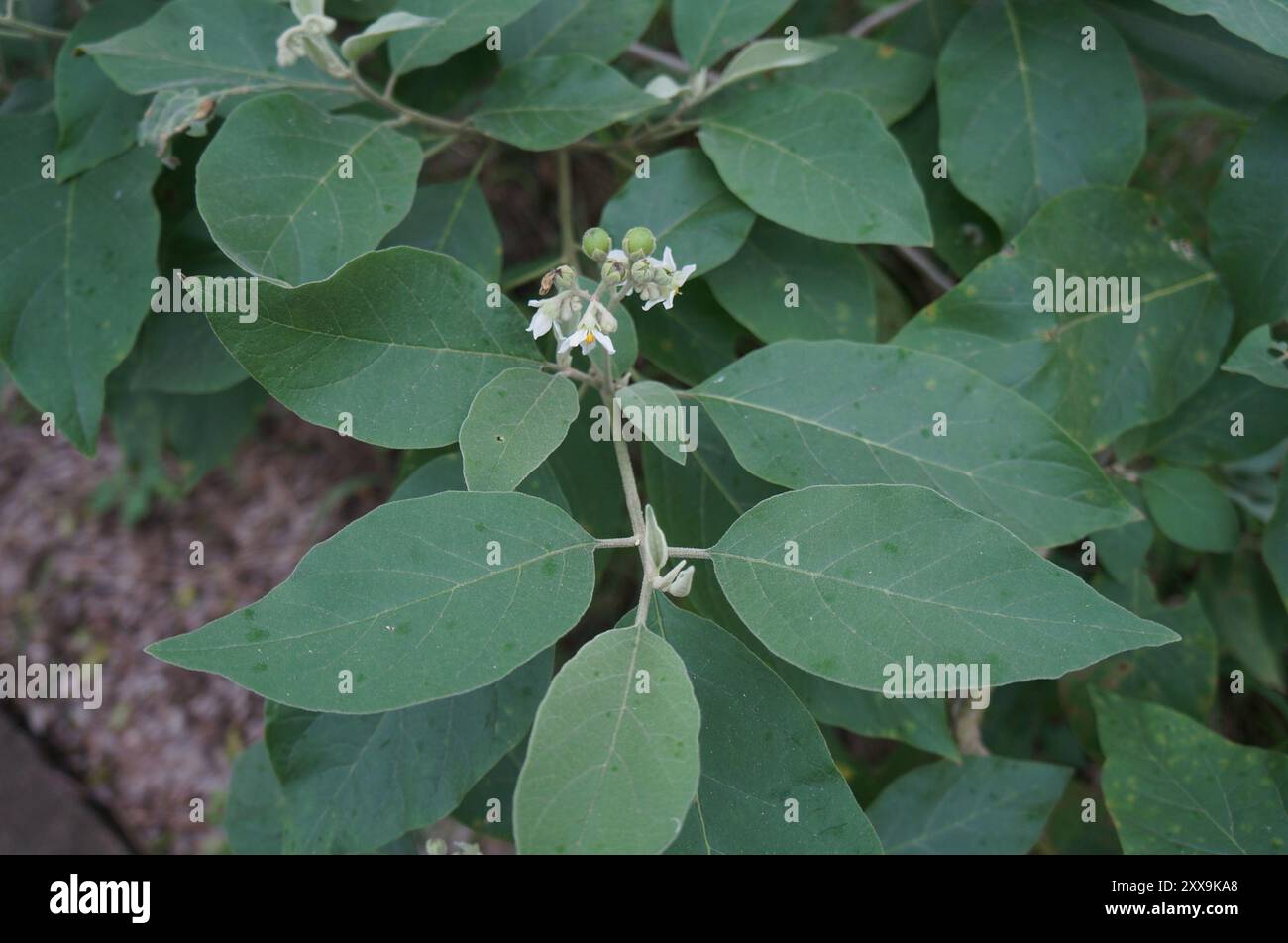 potato tree (Solanum erianthum) Plantae Stock Photo - Alamy