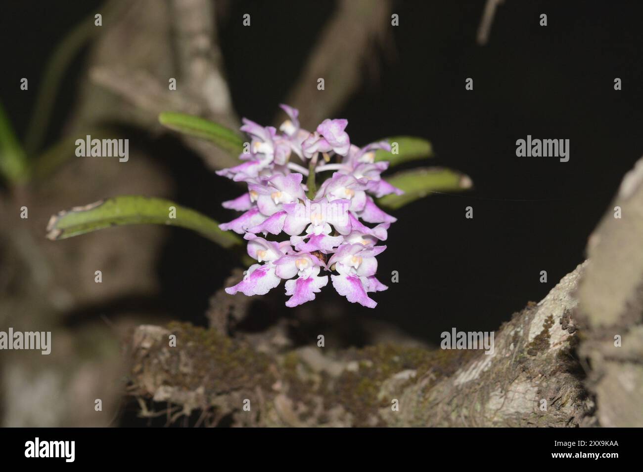 fox brush orchid (Aerides maculosa) Plantae Stock Photo - Alamy