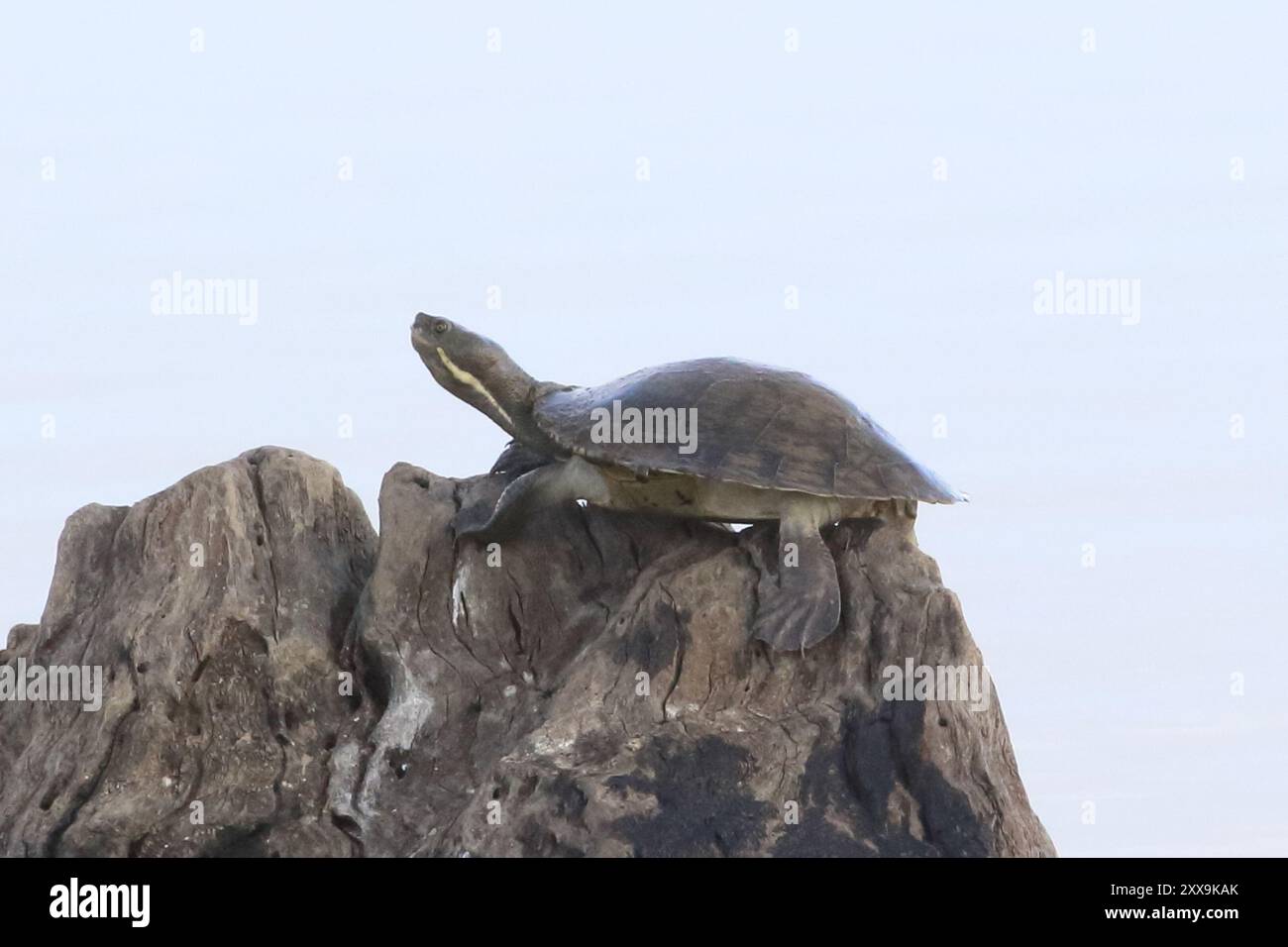 Eastern Short-necked Turtle (Emydura macquarii) Reptilia Stock Photo ...