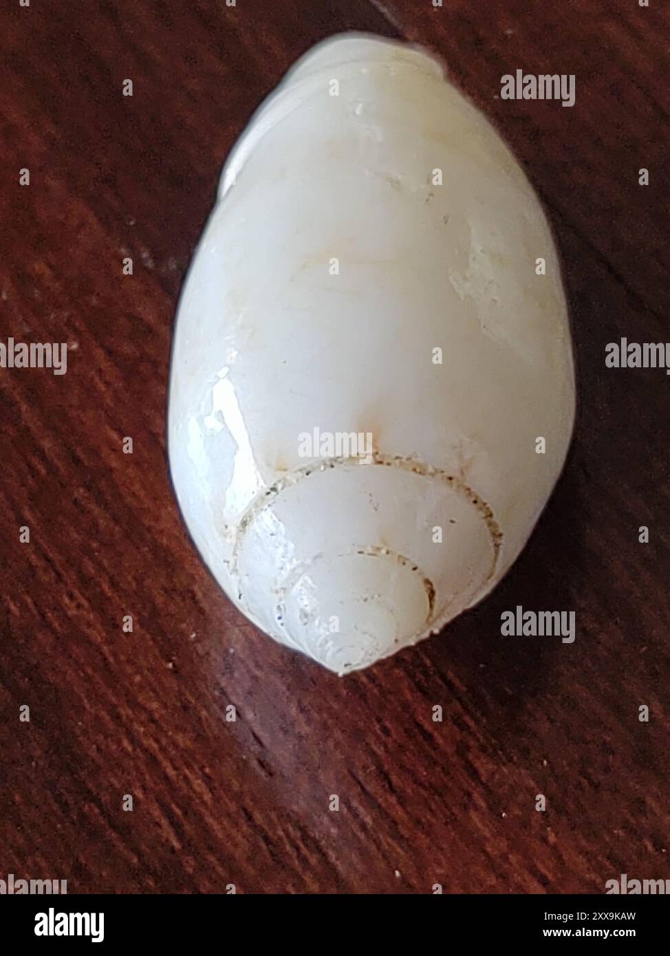 Oliva reticularis hi-res stock photography and images - Alamy