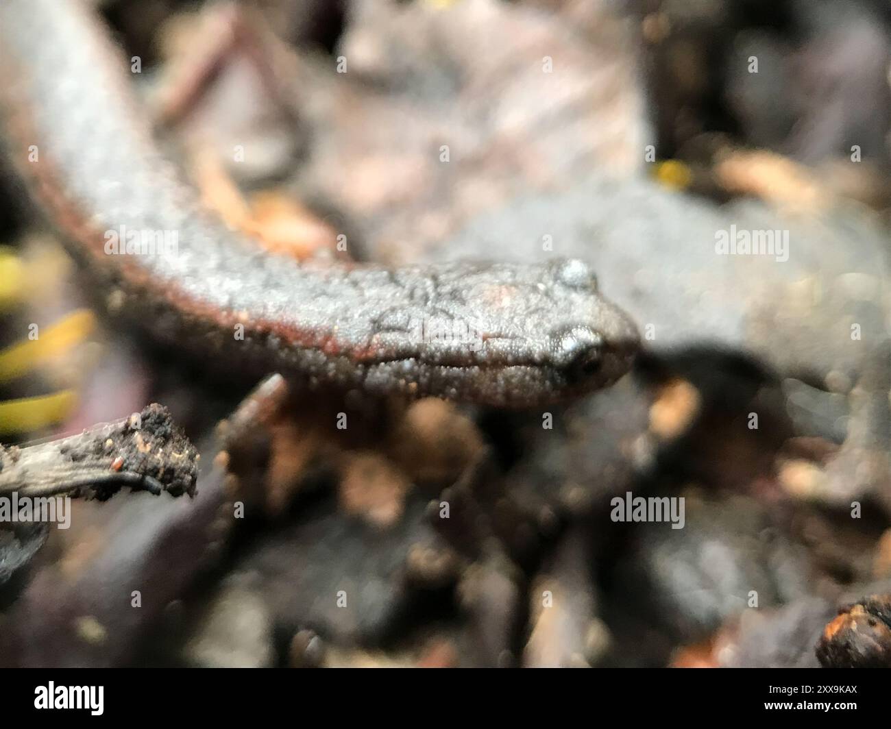 California Slender Salamander (Batrachoseps attenuatus) Amphibia Stock ...