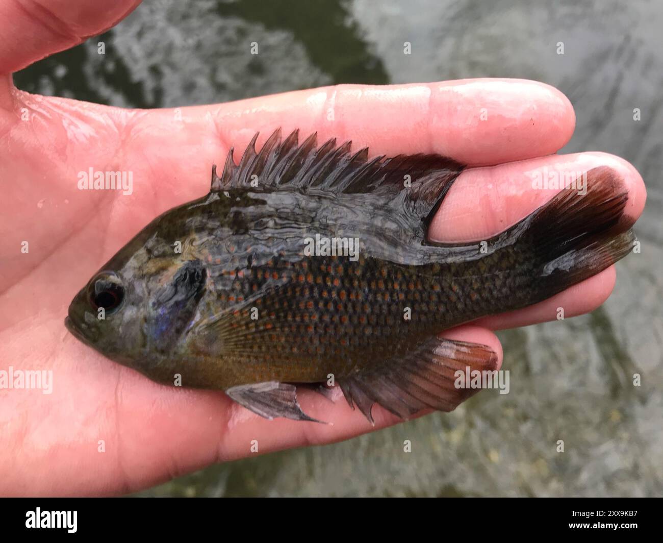 Redspotted Sunfish (Lepomis miniatus) Actinopterygii Stock Photo - Alamy