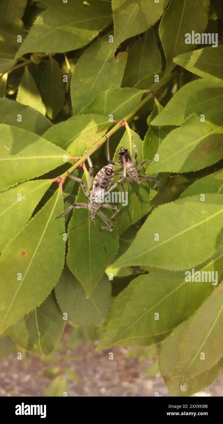 North American Wheel Bug (Arilus cristatus) Insecta Stock Photo - Alamy